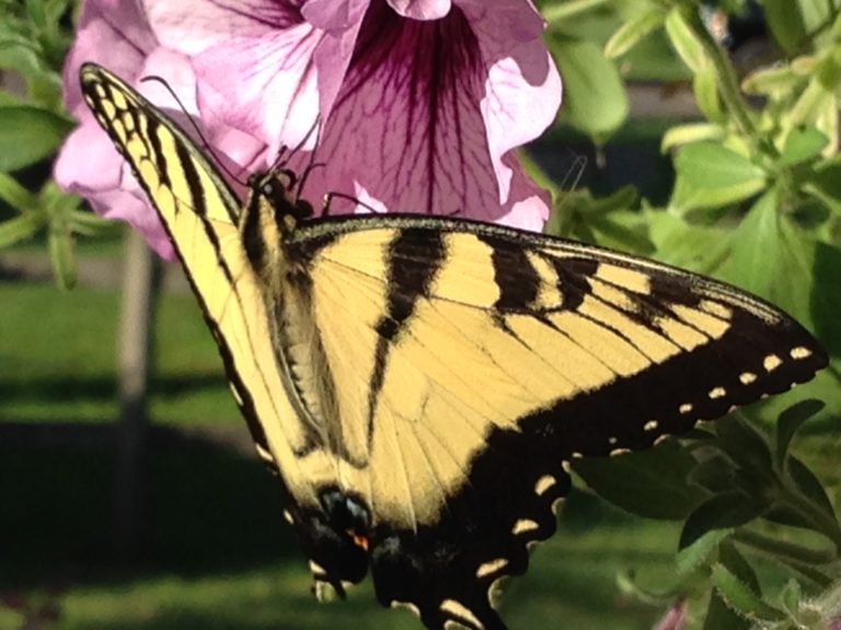 Resources - Windmill Heights Garden Center