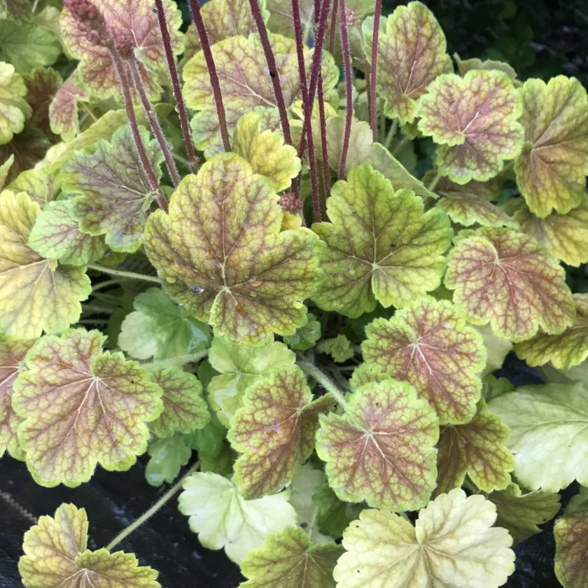Resources – Windmill Heights Garden Center